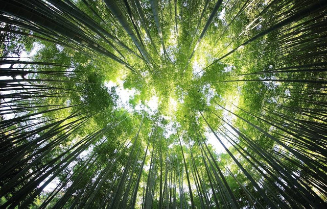 Daya Tarik Heha Forest Lengkap dengan Harga Tiket, Jam Buka, dan Lokasi ...