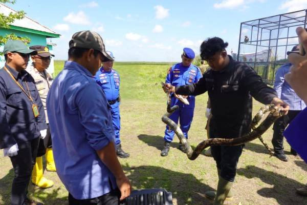 BKSDA Sumsel Lepasliarkan Elang Brontok hingga Ular Piton | kumparan.com