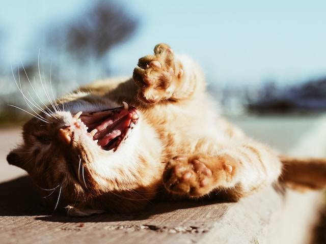 Macam-Macam Penyakit Kulit pada Kucing dan Cara Mencegahnya | kumparan.com