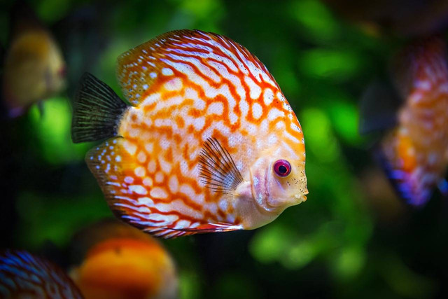 Ciri-Ciri Ikan Discus Paling Menarik untuk Dipahami | kumparan.com