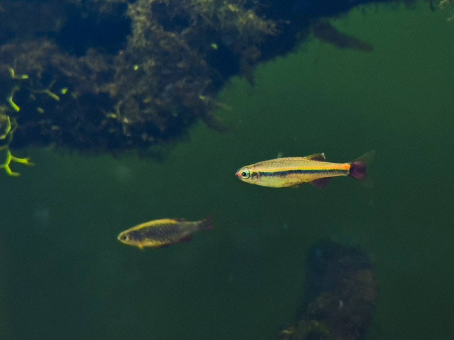 5 Jenis Ikan Pedang, Ciri-Ciri, dan Harganya | kumparan.com