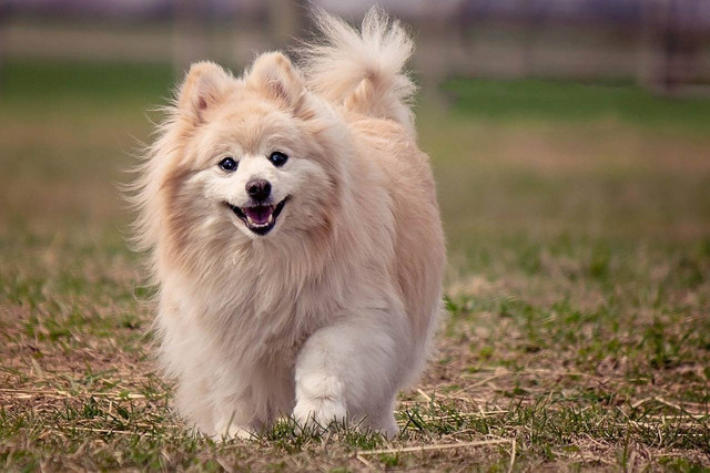 4 Jenis-jenis Anjing yang Populer Dijadikan Peliharaan | kumparan.com