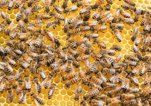 5 Manfaat Propolis Bagi Kesehatan Keluarga | kumparan.com