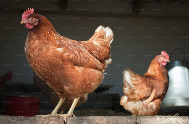 Pengertian Tetelo pada Ayam dan Gejalanya | kumparan.com