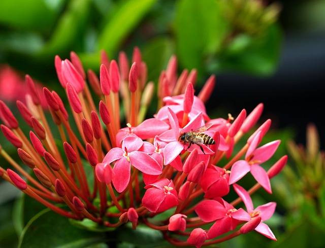 15 Jenis Tanaman Pagar untuk Memperindah Hunian | kumparan.com