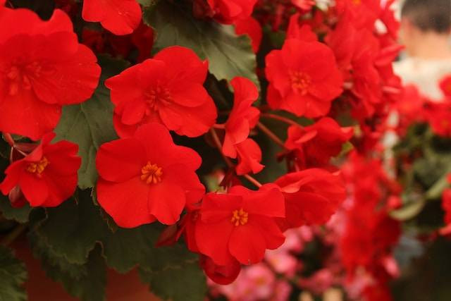 6 Jenis Tanaman Begonia untuk Mempercantik Pekarangan Rumah | kumparan.com