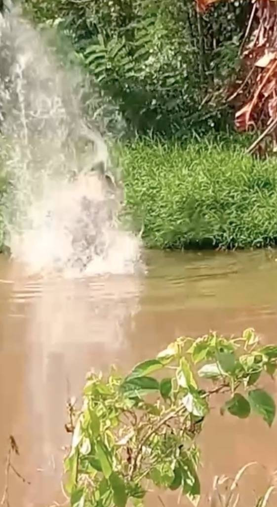 Pemandangan Mengerikan di Sungai Wungguloko: Buaya Telan Kaki Orang ...