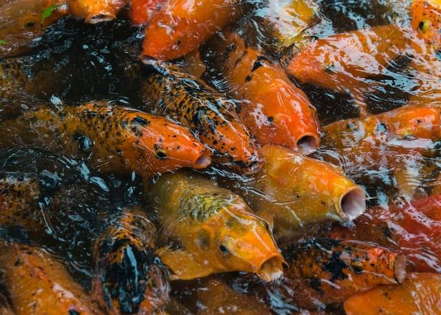 Probiotik untuk Ikan Betutu yang Terbaik bagi Pertumbuhannya | kumparan.com