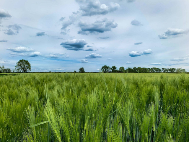 Dampak Sistem Sewa Tanah di Hindia Belanda pada Masa Raffles | kumparan.com