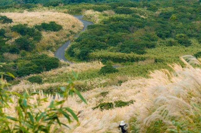 Cara Menanam Rumput Timothy yang Kaya akan Serat dan Nutrisi | kumparan.com