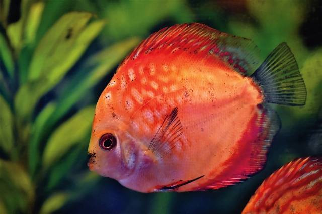 Ciri-ciri Ikan Red Devil yang Cantik Sekaligus Gahar | kumparan.com