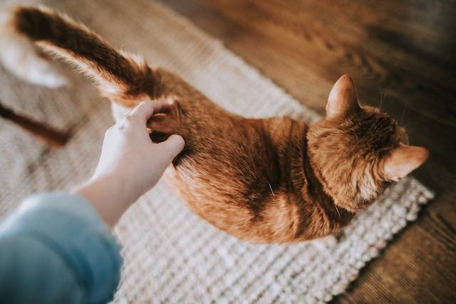 5 Cara Melatih Kucing Buang Air di Pasir dengan Efektif | kumparan.com