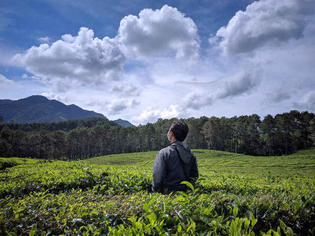 Kentring Manik Puncak, Tempat Nongkrong Seru Dikelilingi Kebun Teh ...