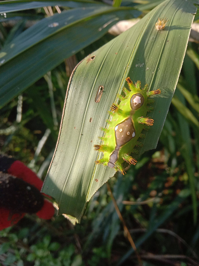 Potensi Parasitoid sebagai Musuh Alami Hama Sawit | kumparan.com