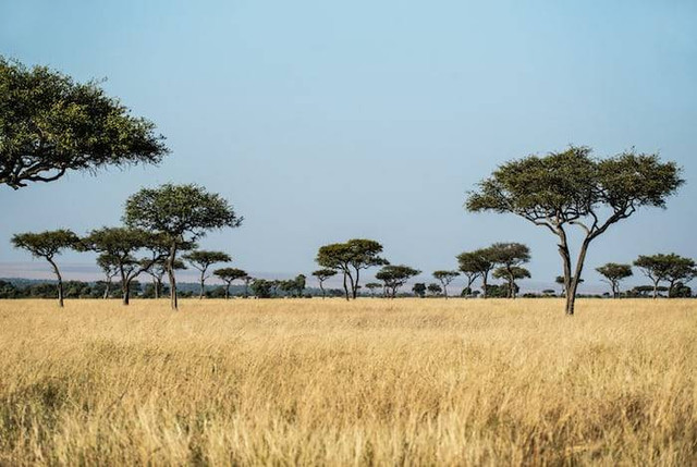 Savanna Tianyar, Hidden Gem untuk Pemburu Milky Way | kumparan.com