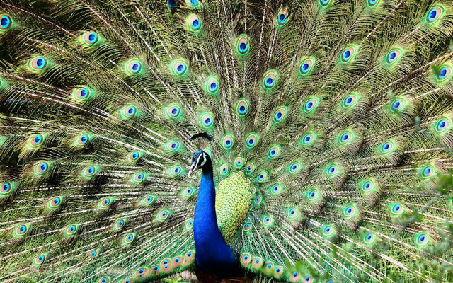 7 Fakta Unik Burung Merak yang Dikenal Memiliki Bulu Indah | kumparan.com