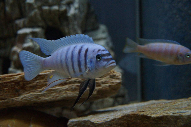ikan zebra