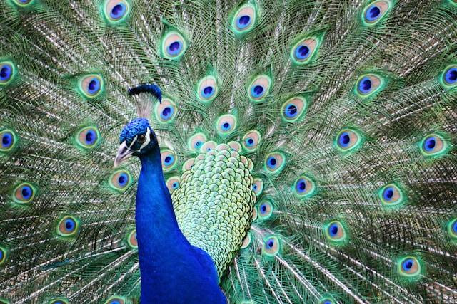 3 Jenis Burung Merak Lengkap dengan Ciri Khasnya | kumparan.com