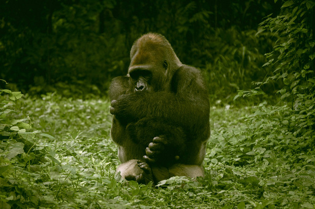 Pusat Primata Schmutzer Jakarta, Lokasi Konservasi Orang Utan, Kera ...