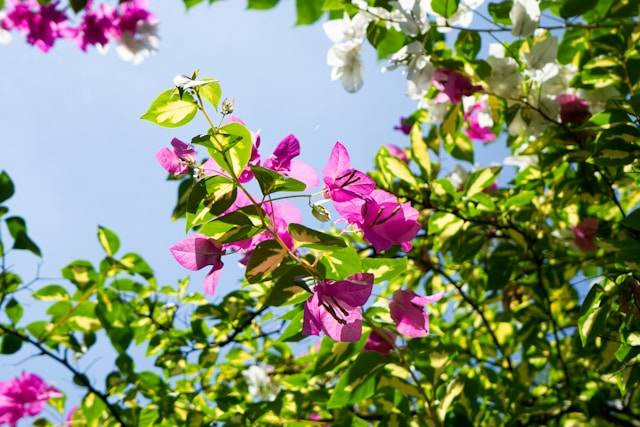 4 Jenis Tanaman Rambat Pagar yang Bisa Menambah Estetika | kumparan.com