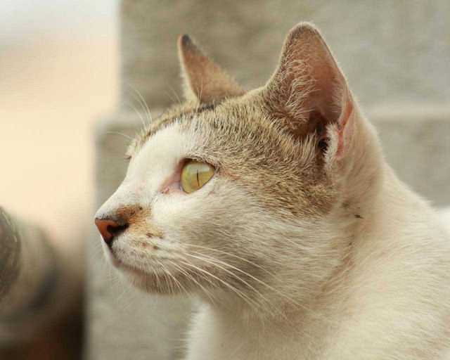 Eartip Kucing: Pengertian dan Cirinya yang Wajib Dipahami | kumparan.com