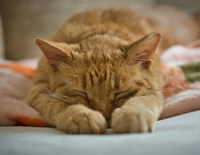 Apakah Kucing Bisa Down Syndrome? Ini Jawabannya | kumparan.com