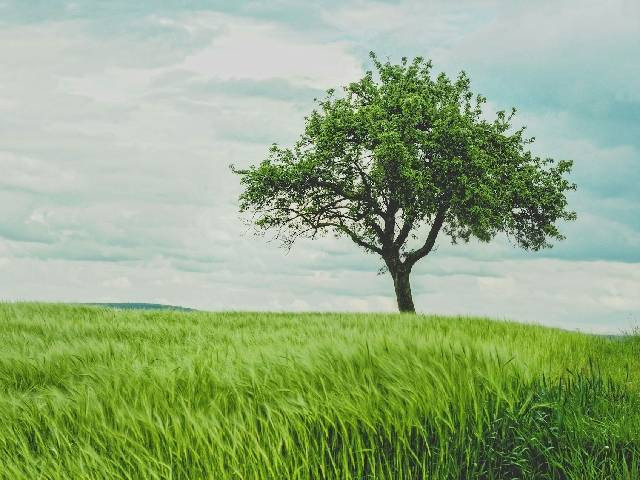 Rumus Kimia Fotosintesis pada Tumbuhan beserta Penjelasannya | kumparan.com