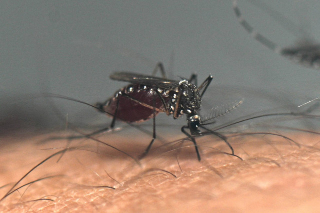 Nyamuk Terbukti Lebih Suka Darah Manusia Ketimbang Darah Hewan ...