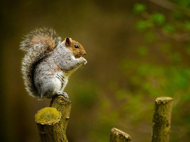 Jenis-jenis Tupai di Indonesia | kumparan.com