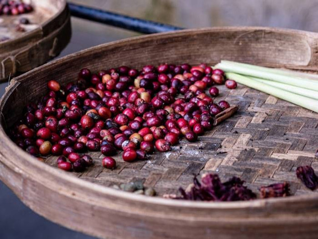 Segara Windhu Coffee Plantation, Kafe dengan Menu Andalan Kopi Luwak ...