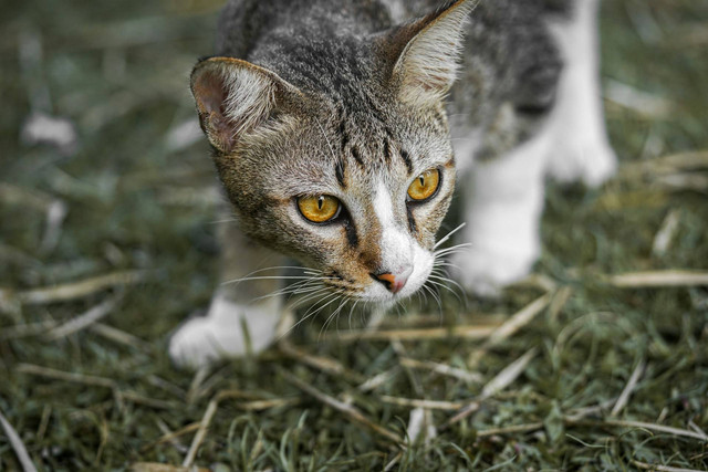 kucing kampung