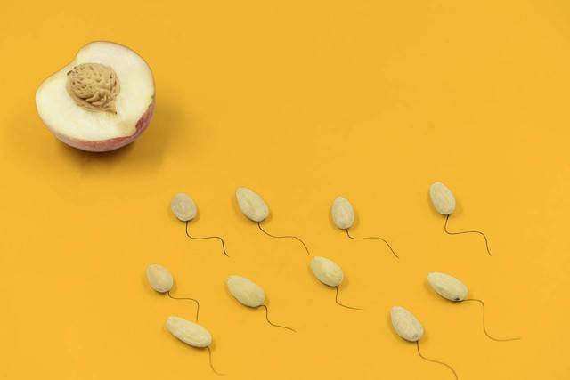 Fungsi Vesikula Seminalis Pada Sistem Reproduksi Pria | kumparan.com