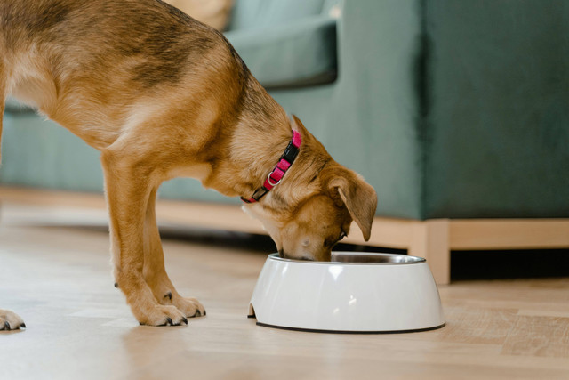 Makanan Anjing Alami Tanpa Gandum dan Kelebihannya | kumparan.com