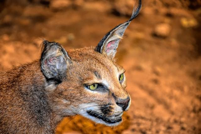 Ciri Kucing Caracal Beserta Fakta Uniknya | kumparan.com