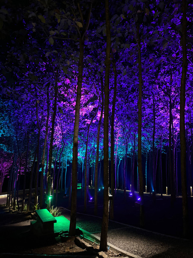 magic forest artinya