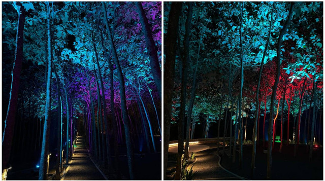 magic forest artinya