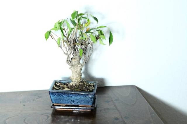 6 Cara Membuat Bonsai Bambu Jepang secara Mudah dan Tepat | kumparan.com