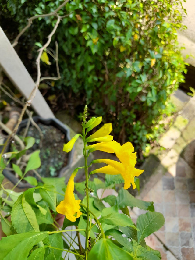 Manfaat Bunga Terompet Kuning dalam Kehidupan Sehari-hari | kumparan.com