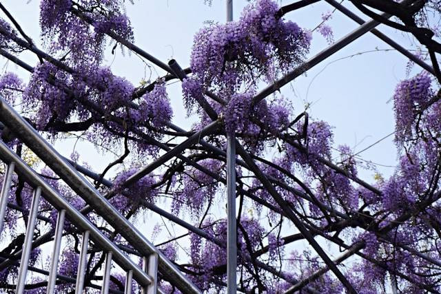 7 Jenis Tanaman Rambat Berbunga yang Cantik dan Paling Disukai ...