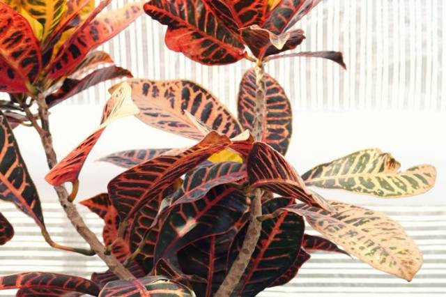 Tanaman Puring Apakah Tahan Panas? Ini Fakta Menariknya | kumparan.com