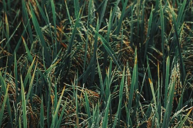 3 Cara Mengatasi Hama Wereng pada Tanaman Padi secara Mudah | kumparan.com