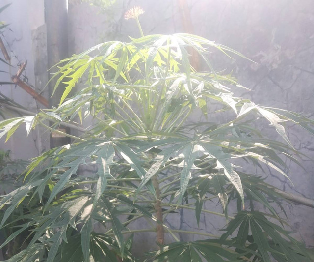 Pohon Pinisilin yang Kaya akan Manfaatnya | kumparan.com