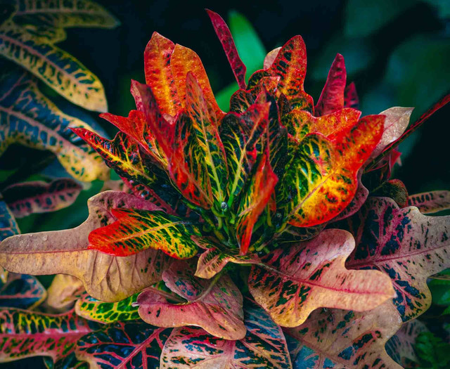 2 Cara Memperbanyak Tanaman Puring yang Tepat | kumparan.com