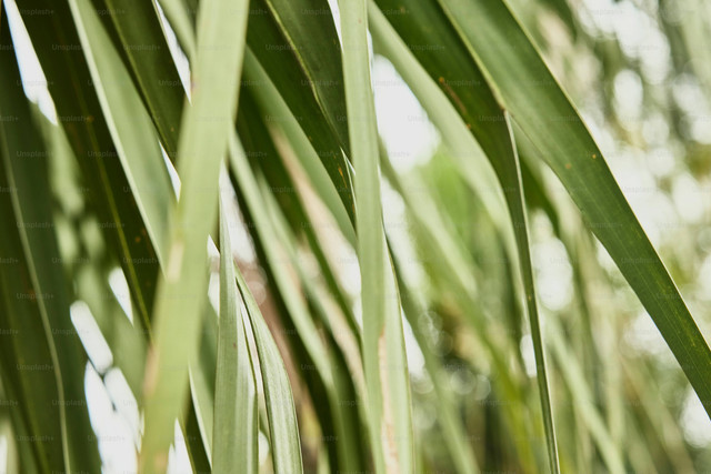 Kenapa Daun Tanaman Seperti Terbakar? Berikut Kemungkinannya | kumparan.com