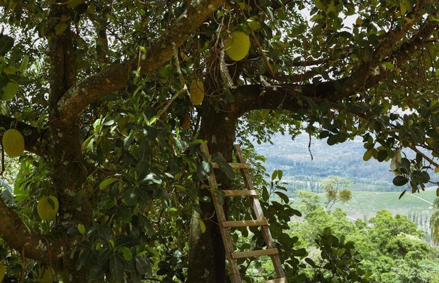 10 Contoh Tumbuhan Vegetatif Buatan dan Teknik Pembiakannya | kumparan.com