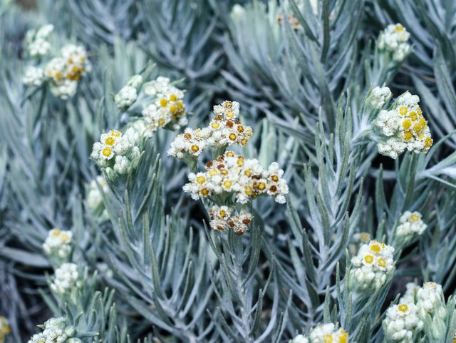 Edelweis: Inspirasi Keindahan Semesta dalam Makna Keabadian dan ...