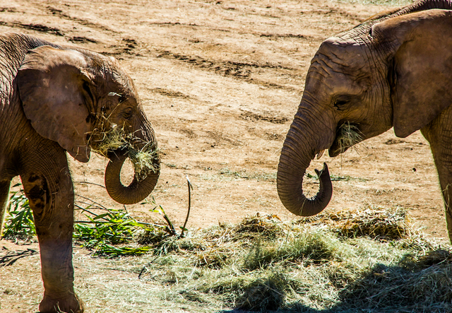Materi Klasifikasi Makhluk Hidup Kelas 7 SMP Pelajaran IPA | kumparan.com