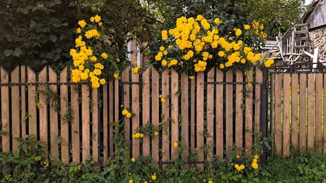 Tanaman Pagar Hidup untuk Mempercantik Pekarangan Rumah | kumparan.com