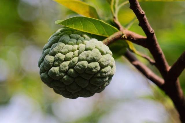 Penyebab Bunga Srikaya Rontok Terus dan Gagal Menjadi Buah | kumparan.com