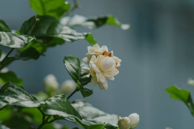 Manfaat Bunga Melati untuk Kesehatan yang Jarang Diketahui | kumparan.com